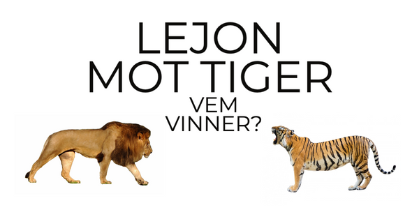 Lejon Mot Tiger, Vem Vinner? – Pride of Lions